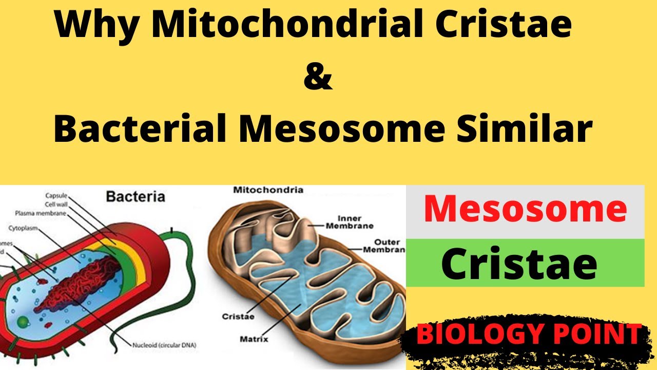 Why Mitochondrial Cristae & Bacterial Mesosome Similar || Similarity ...