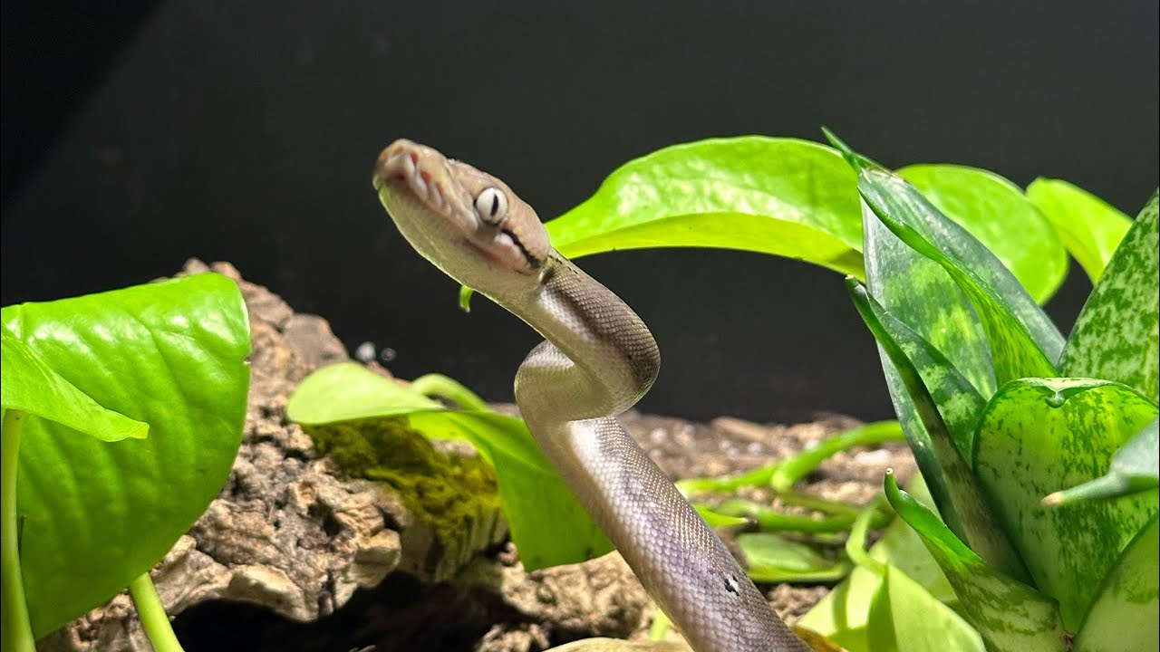 Rando chat about rando snake things - YouTube
