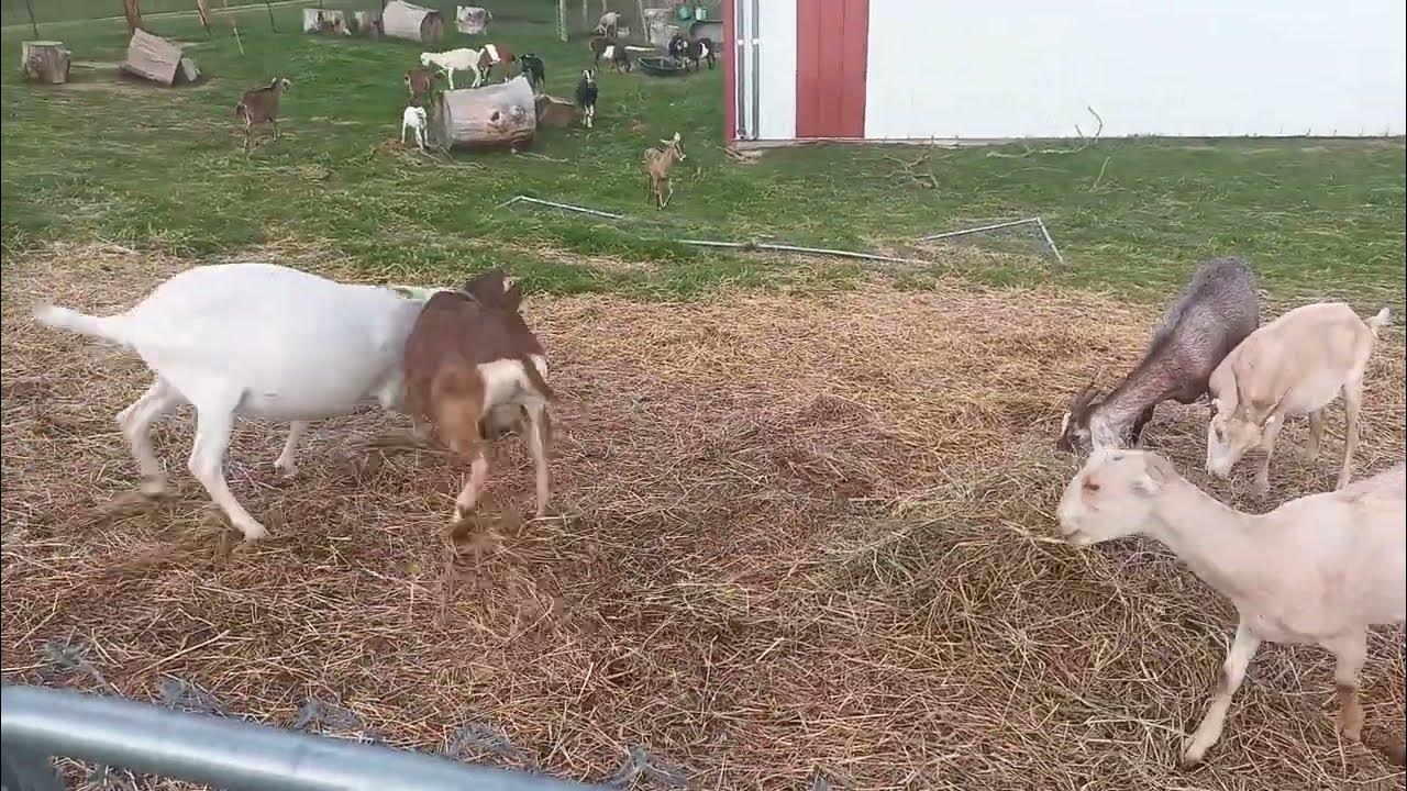 A busy day for all the goats 🐐 Beautiful Sun and cool breezes make happy goats vlog 255 - YouTube