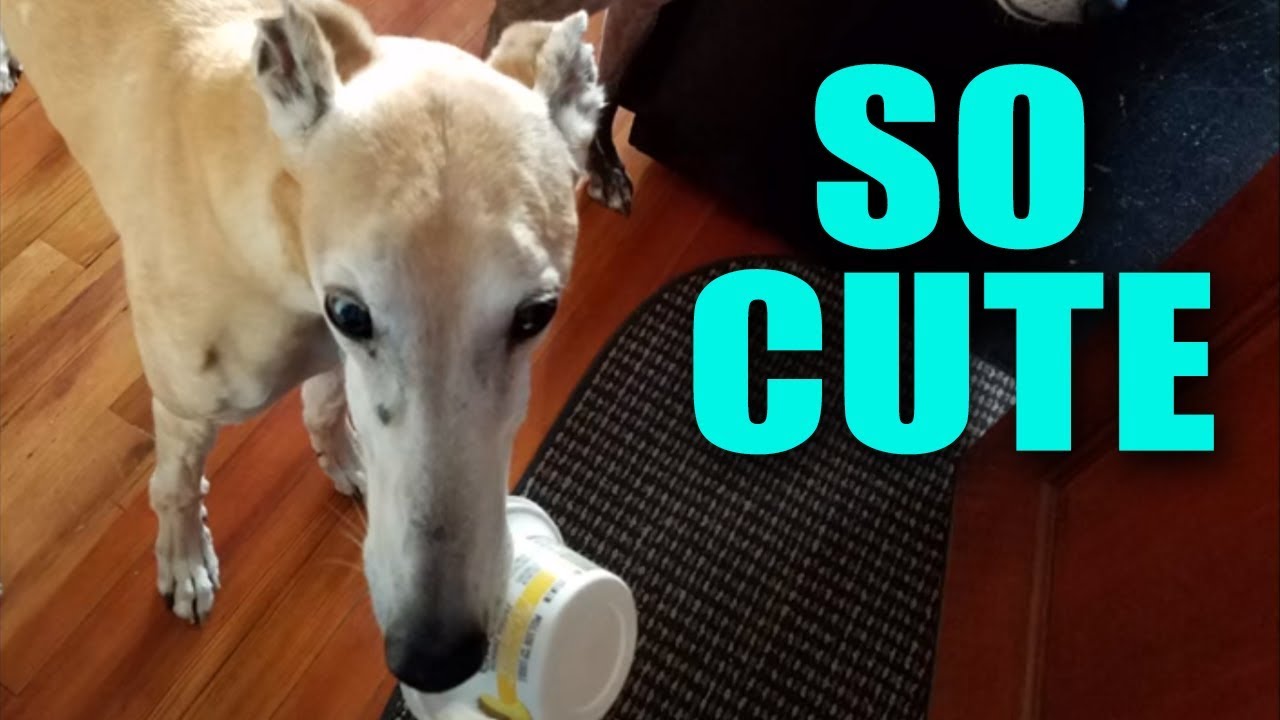 Proud Silly Greyhound Wants to Take Yogurt Container on Walk - YouTube
