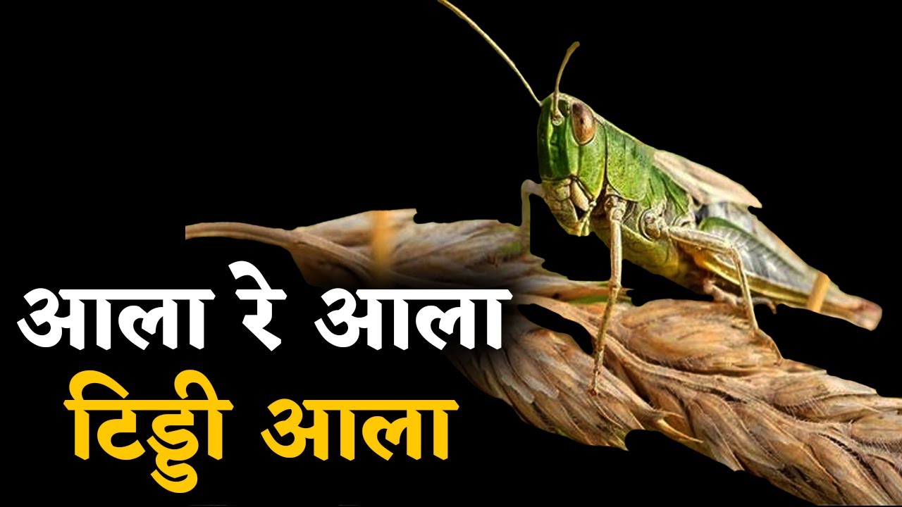 Tiddi YouTube tiddi-youtube