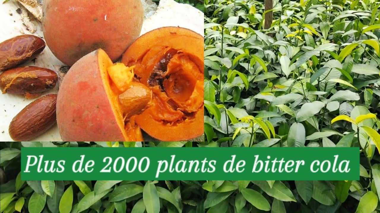 Bâtissez votre patrimoine financier grâce à la culture du bitter cola ...