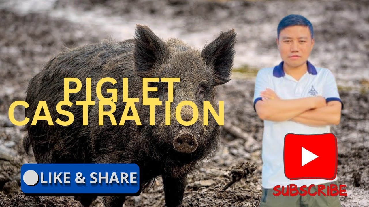 How to castrated a piglets ??? Castration of piglets by open method || Niraj Rana - YouTube