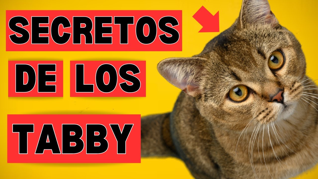 ¿CÓMO SON LOS GATOS TABBY? - YouTube