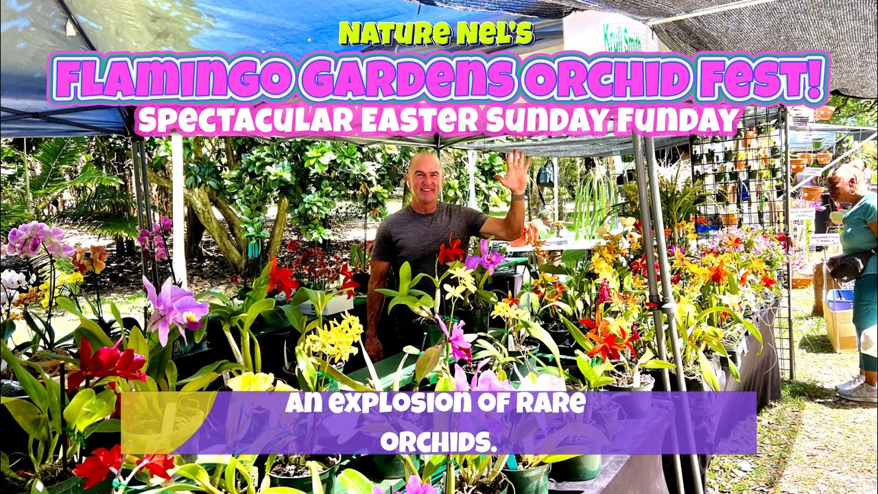 Flamingo Gardens Orchid Festival 2024. There are so many rare and ...