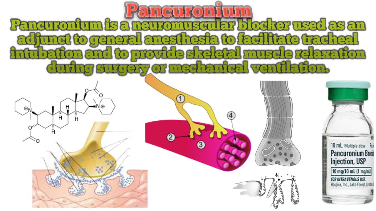 Pancuronium || INFORMATION || Pancuronium Uses || How Pancuronium works ...
