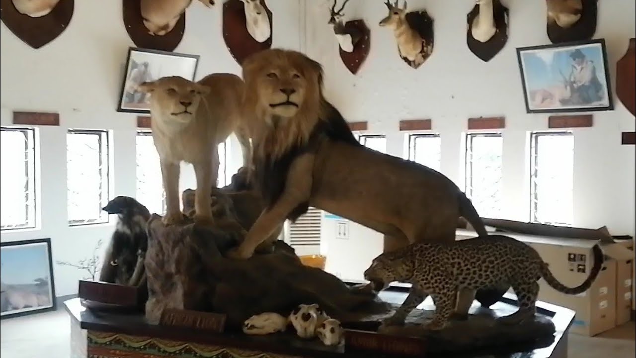 BALUARTE MINI ZOO MUSEUM | BORBONSTREET - YouTube