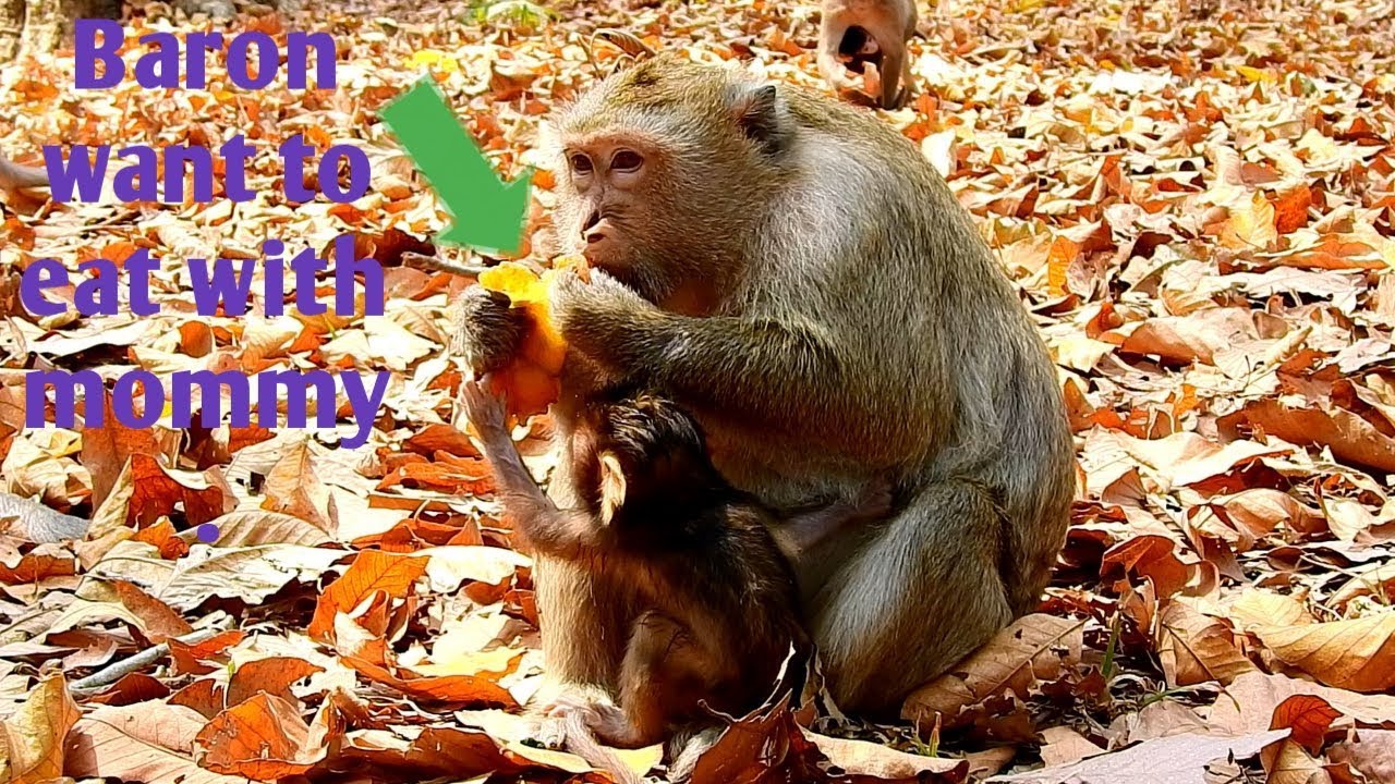 The baby Baron want to eat with mommy. Baron so lovely. - YouTube