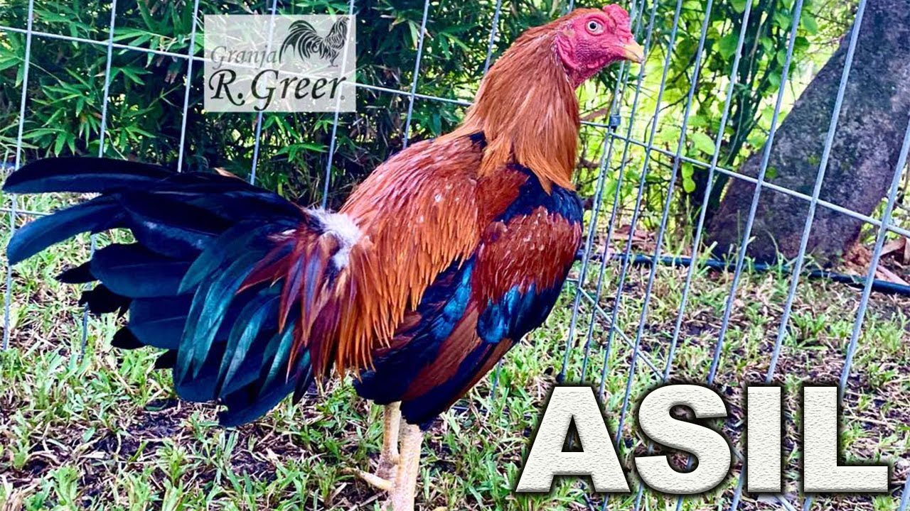 Asil Kelso Cardinal Albany Roberto Garza Granja R. Greer - YouTube