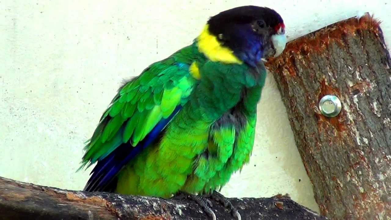 Parrot - Port Lincoln Ringneck in Opole Zoo Papuga - Rozella ...