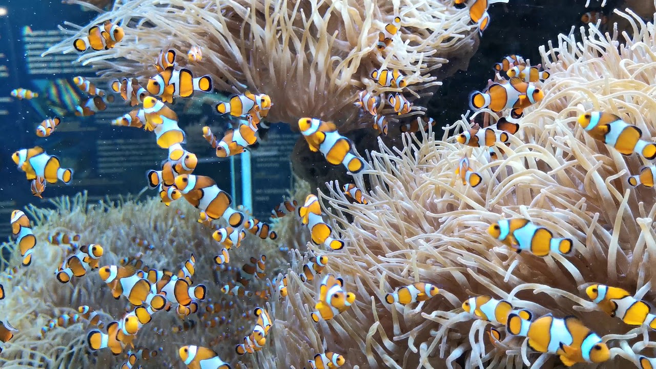 Honor View 20 4K@30fps video sample