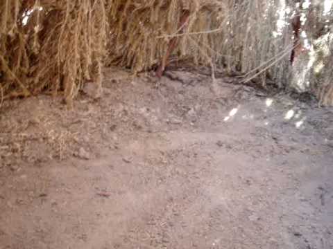 Paiute Wickiup,The Brigham Tea co, - YouTube