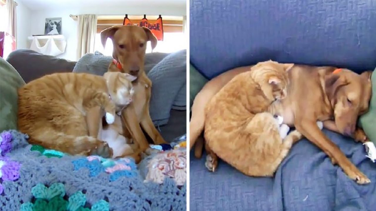 Cat Snuggles Anxious Dog And Comforts Her Every Day While Their Owners ...