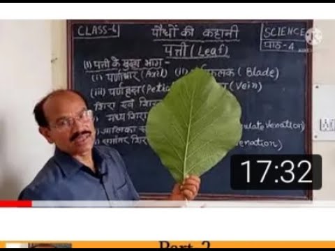 Class-6 (Science) पाठ-4 पौधों की कहानी (जड़, तना, पत्ती, फूल) - YouTube