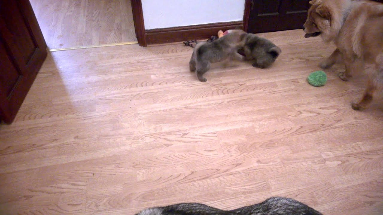 Playful Chowski puppies - YouTube