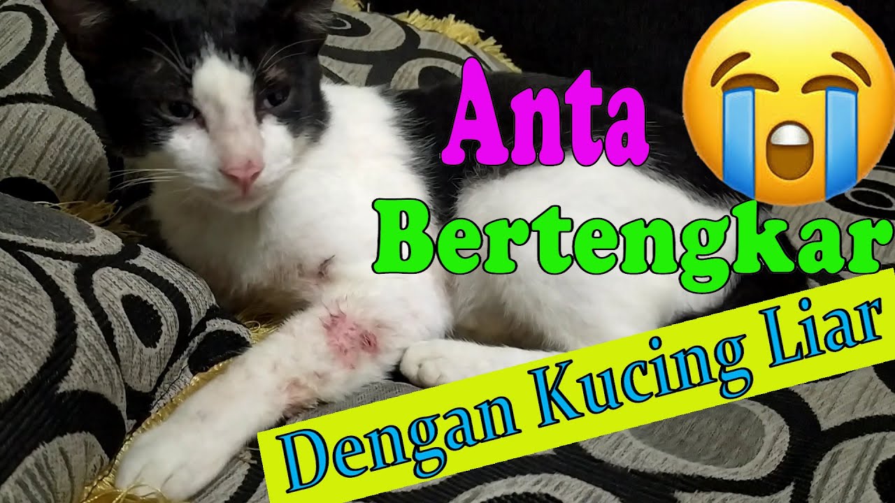Kucing Anta bertengkar dengan kucing liar - YouTube