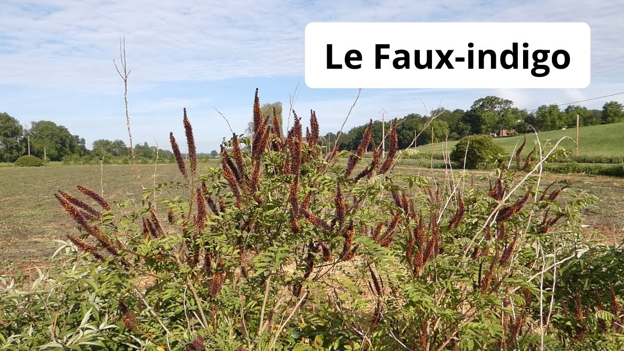 Le Faux-indigo, un arbuste rustique qui fournit pollen et nectar en ...