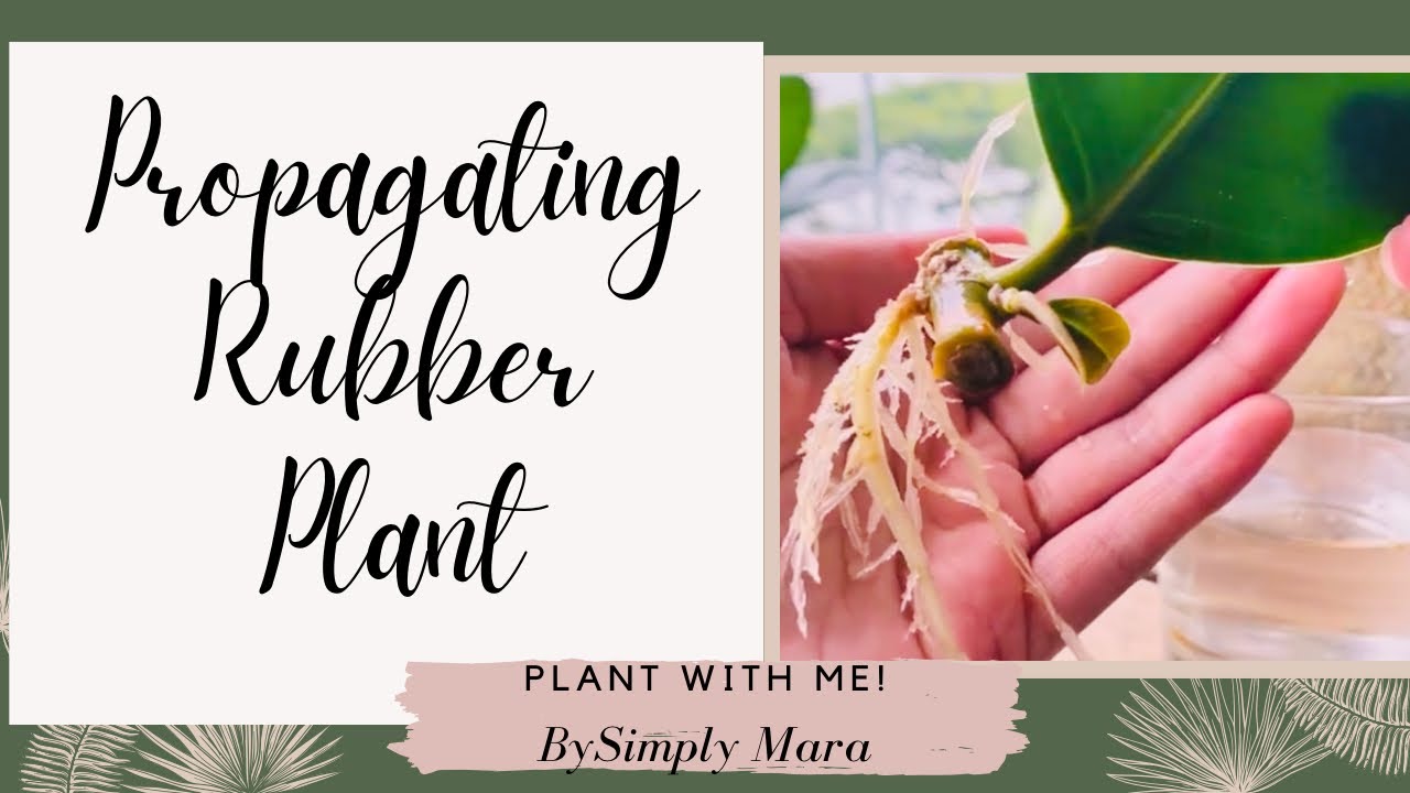 EFFECTIVE WAY OF PRUNING AND PROPAGATING RUBBER PLANT | FICUS ELASTICA ...