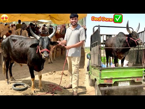 Qurbani Janwar Mandi 2026🐂 😍 Qurbani Ka Janwar Ka Soda Done✅ 