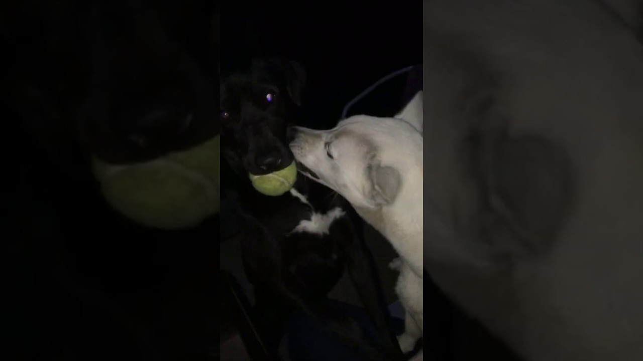 Dogs fight over a tennis ball - YouTube