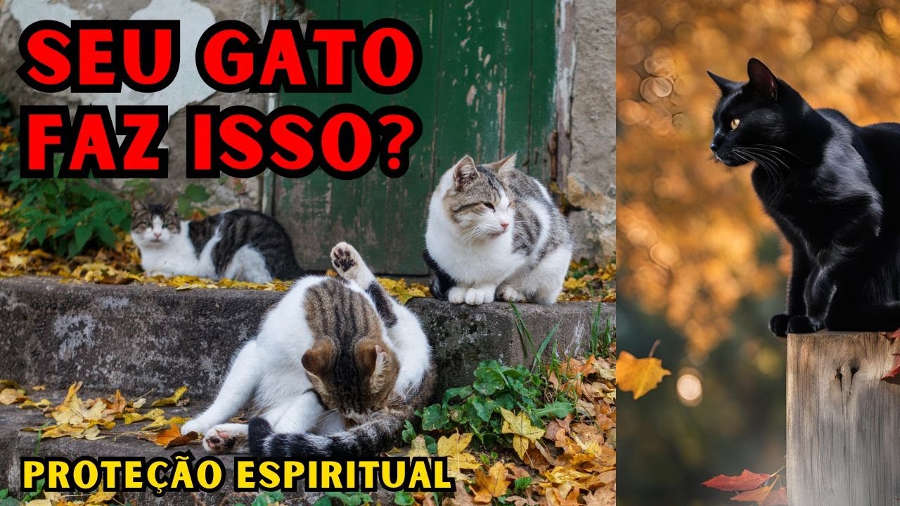 5 Sinais que seu Gato está te Protegendo Espiritualmente #espiritismo ...