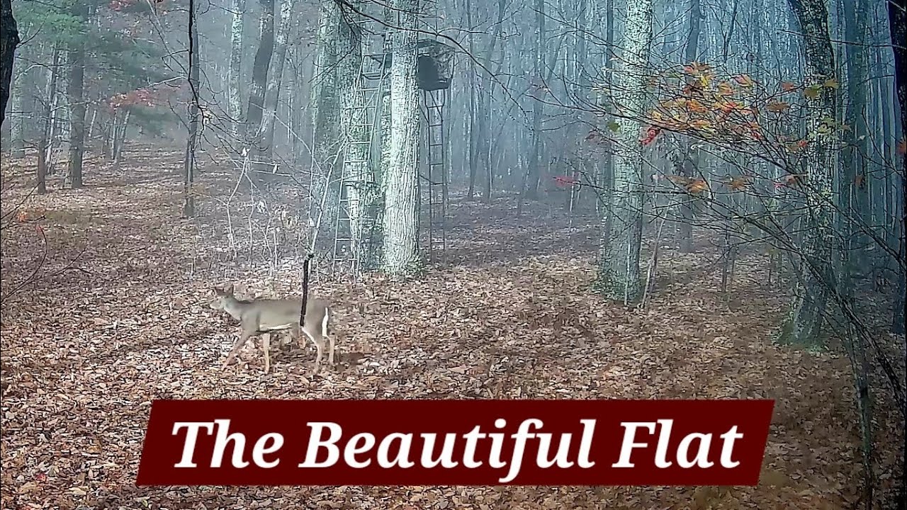 Virginia Trail Cameras - The Beautiful Flat in the Blue Ridge Mountains ...