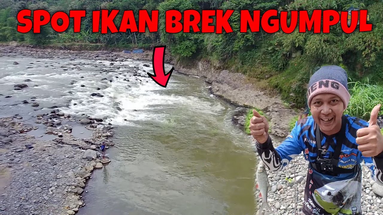 ini dia cara mancing ikan brek sungai serayu pake umpan ulat batu - YouTube