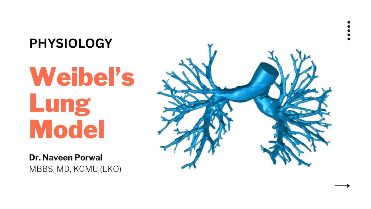 Weibel's Lung Model - Dr. Naveen Porwal | Physiology - YouTube