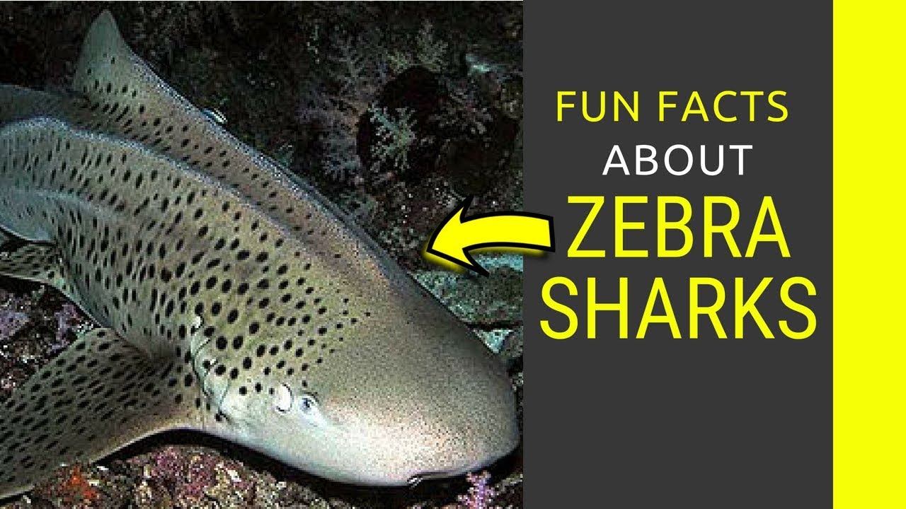 zebra sharks of oman interesting facts about zebra sharks for kids ...