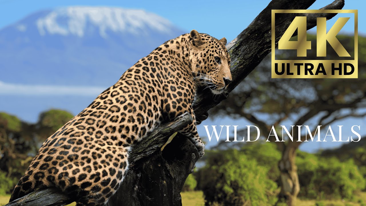 WILD ANIMALS 4K ULTRA HD - YouTube