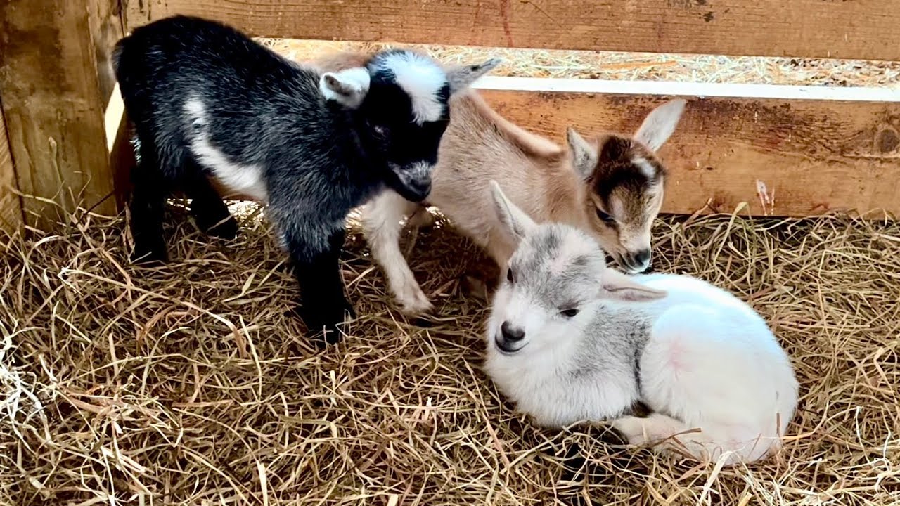 Baby goat health checks: what we look for in day old babies | Goat past ...