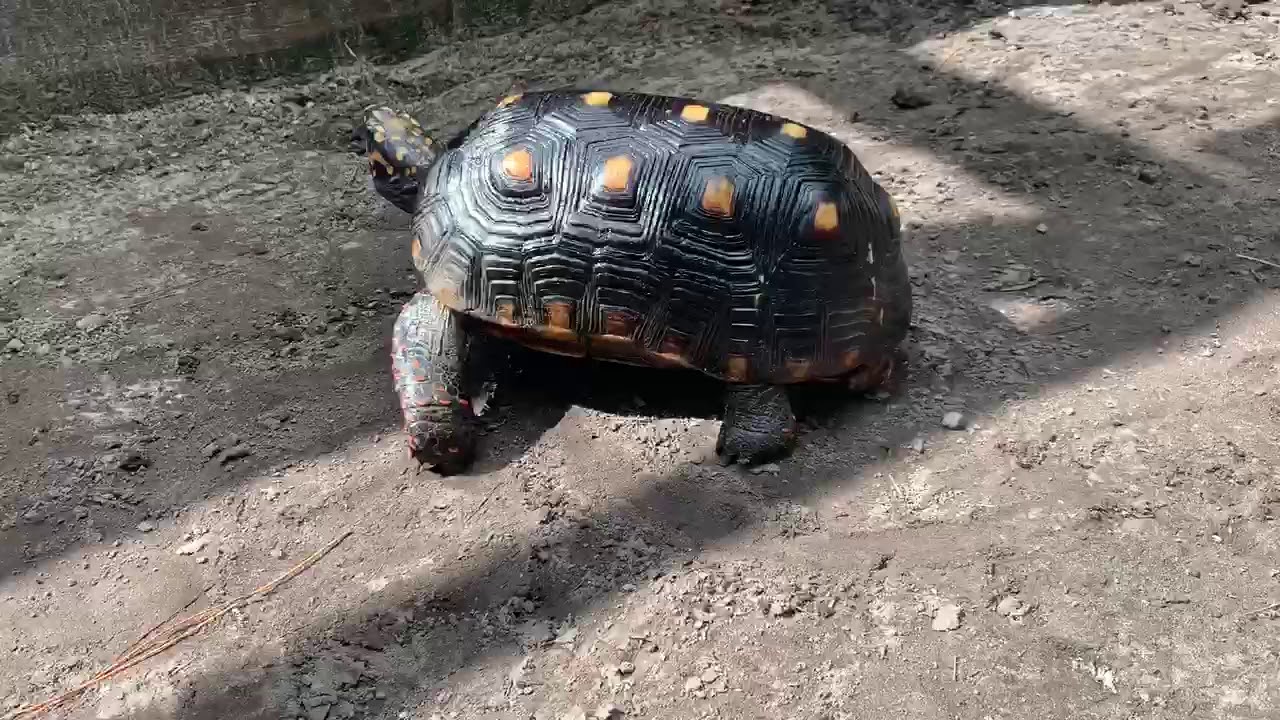 V10 Male Redfoot Tortoise "Andrews" - YouTube