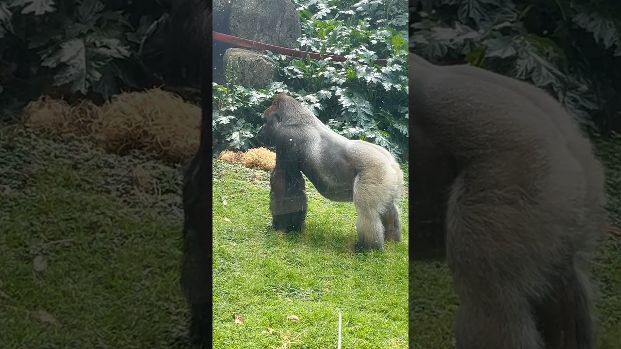 Silverback gorilla will chase off Predators #silverbackgorillas - YouTube