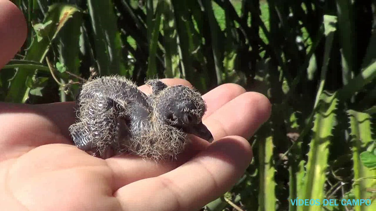 Bonito vídeo de un pájaro tierno - YouTube