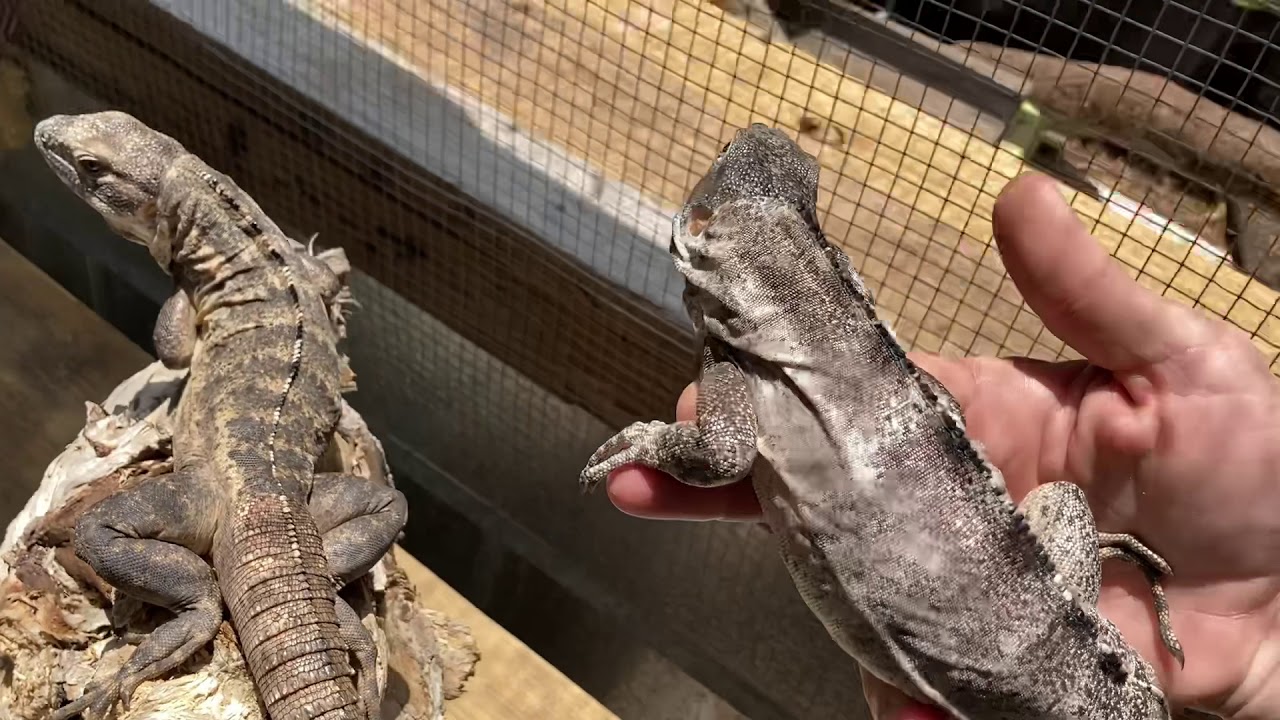 Pied or banana Pectinata?... how about both! - YouTube