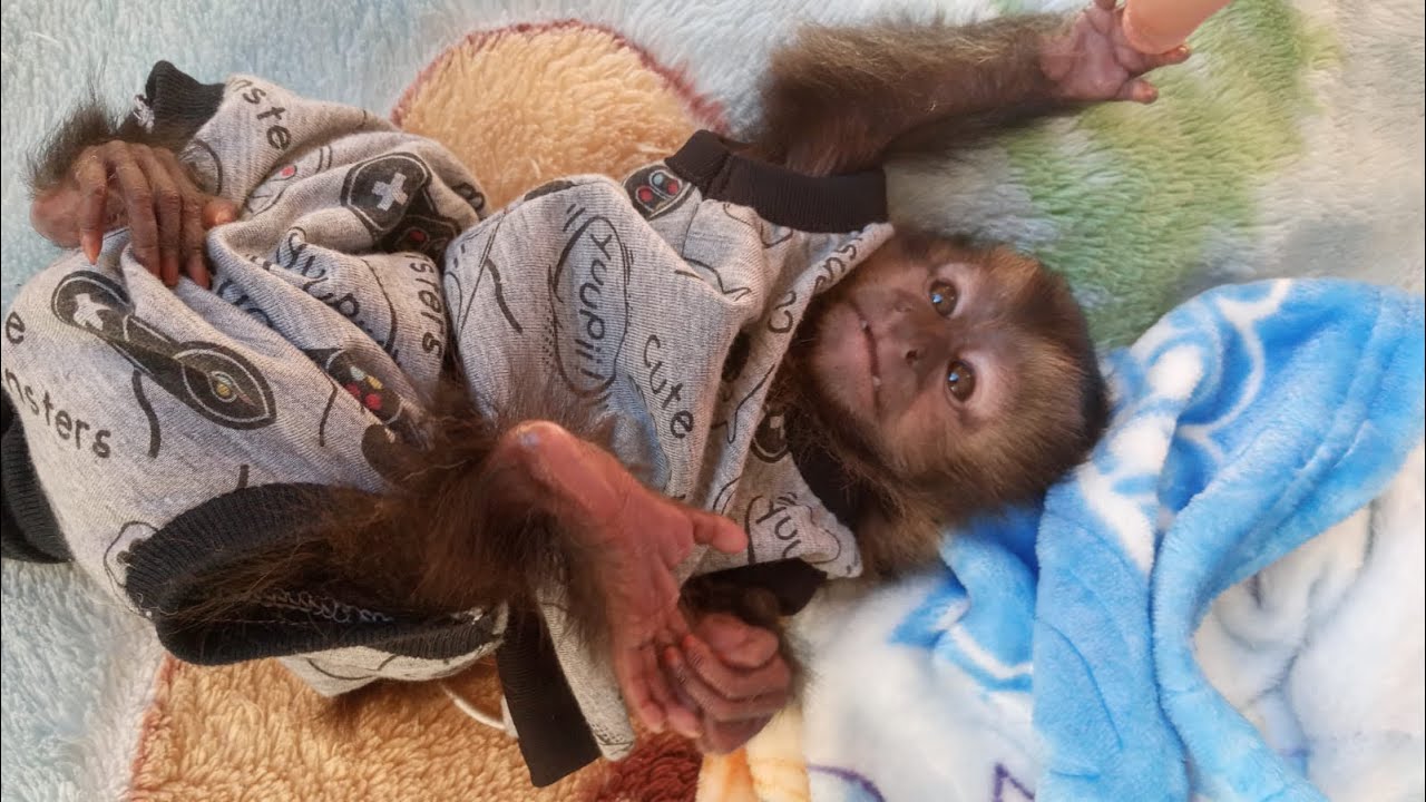 Macaco Jack aprendendo a brincar - YouTube