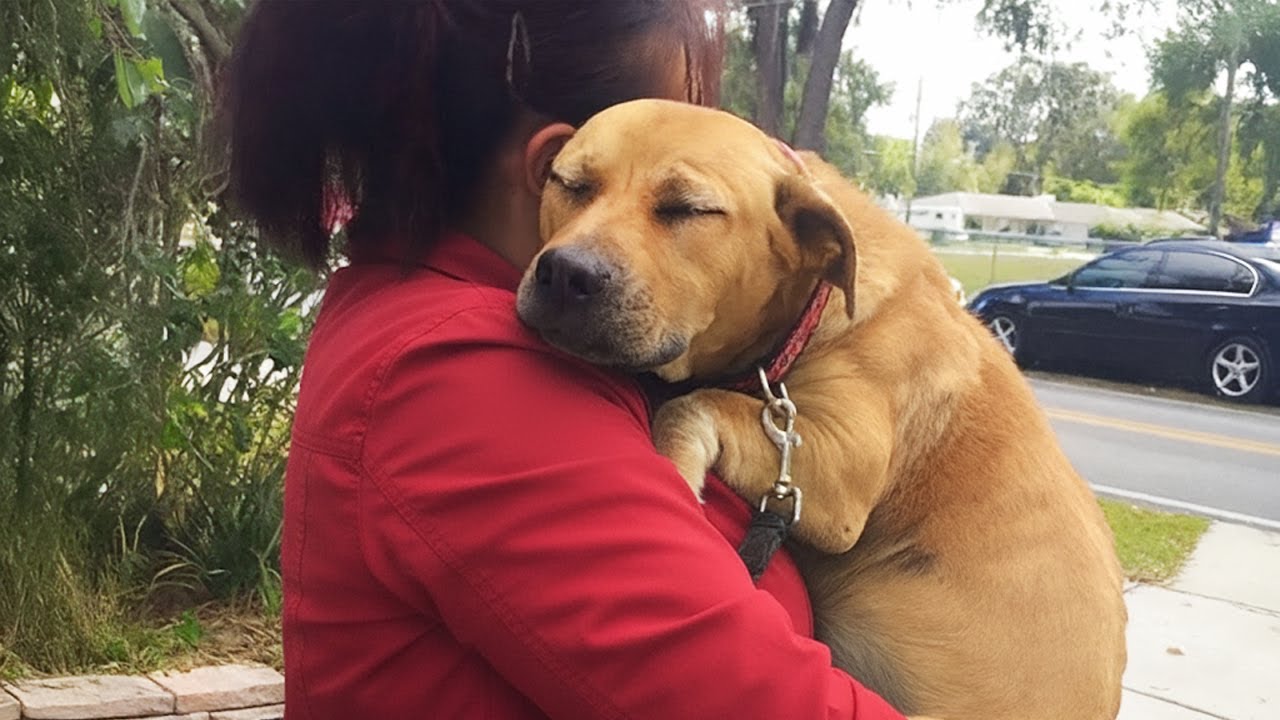 When Dogs Reunite with Their Owners ️ The Most Heartwarming Moments ...