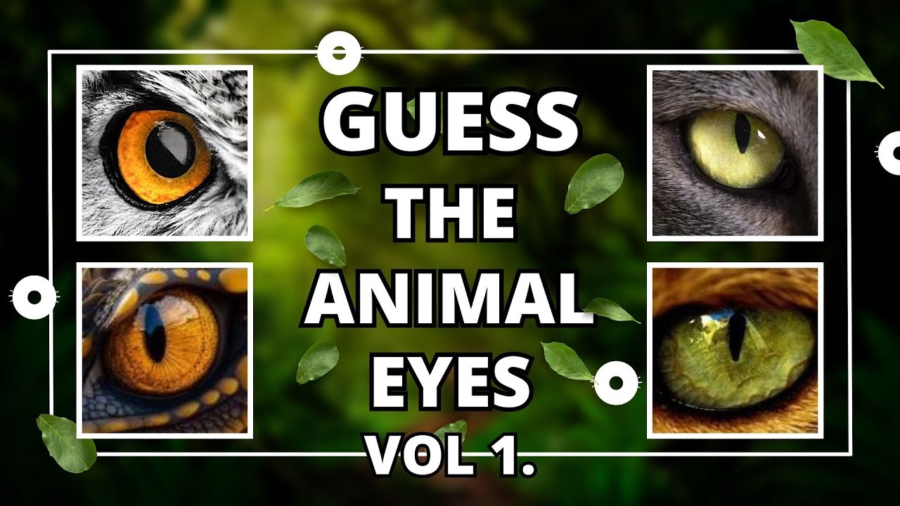 💡GUESS THE ANIMAL EYES Vol 1🌟 #trivia #quiz - YouTube