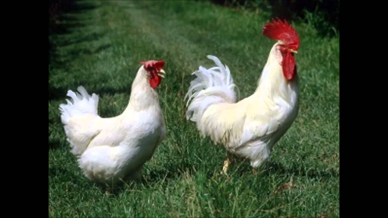 LA NOCHE DE LA GALLINA - YouTube