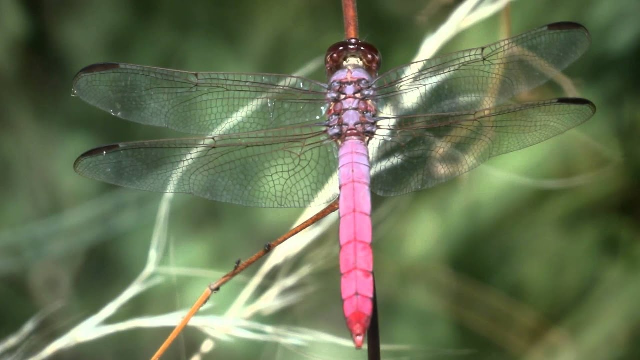 DragonFly Breathing - YouTube