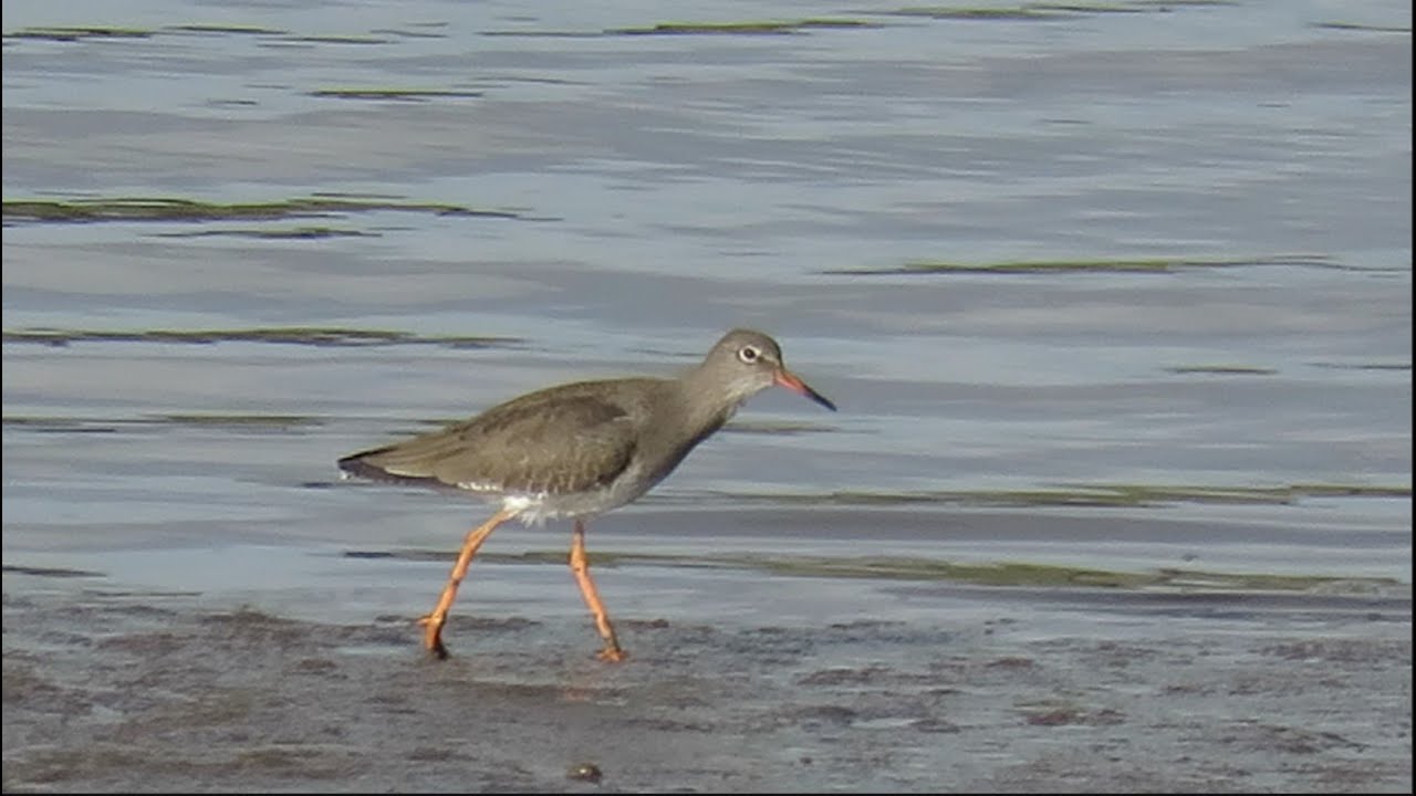 Bird spotting Fremington Quay 20231026 - YouTube