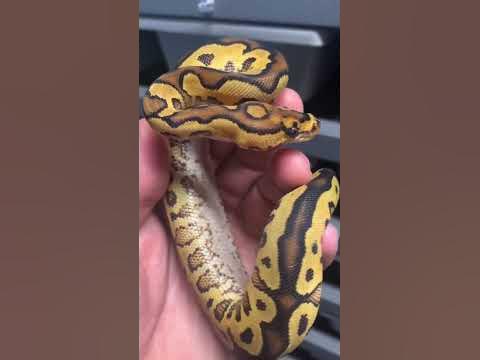 Ball Python Genetics Projects - Gravel/YB Clown het Hypo - YouTube
