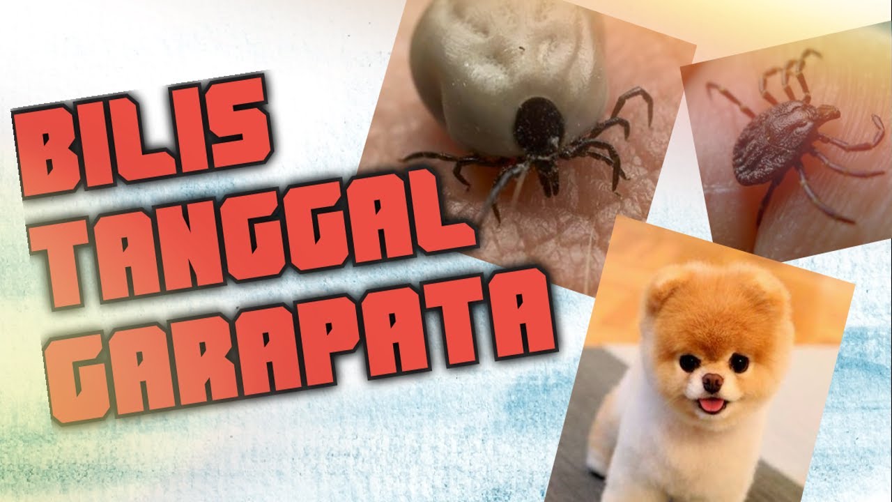 Mabisang Paraan sa Pagtanggal ng Garapata ng Aso - YouTube