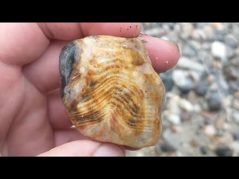 Rockhounding The Yellowstone River | Lost Footage From Summer & Fall # ...
