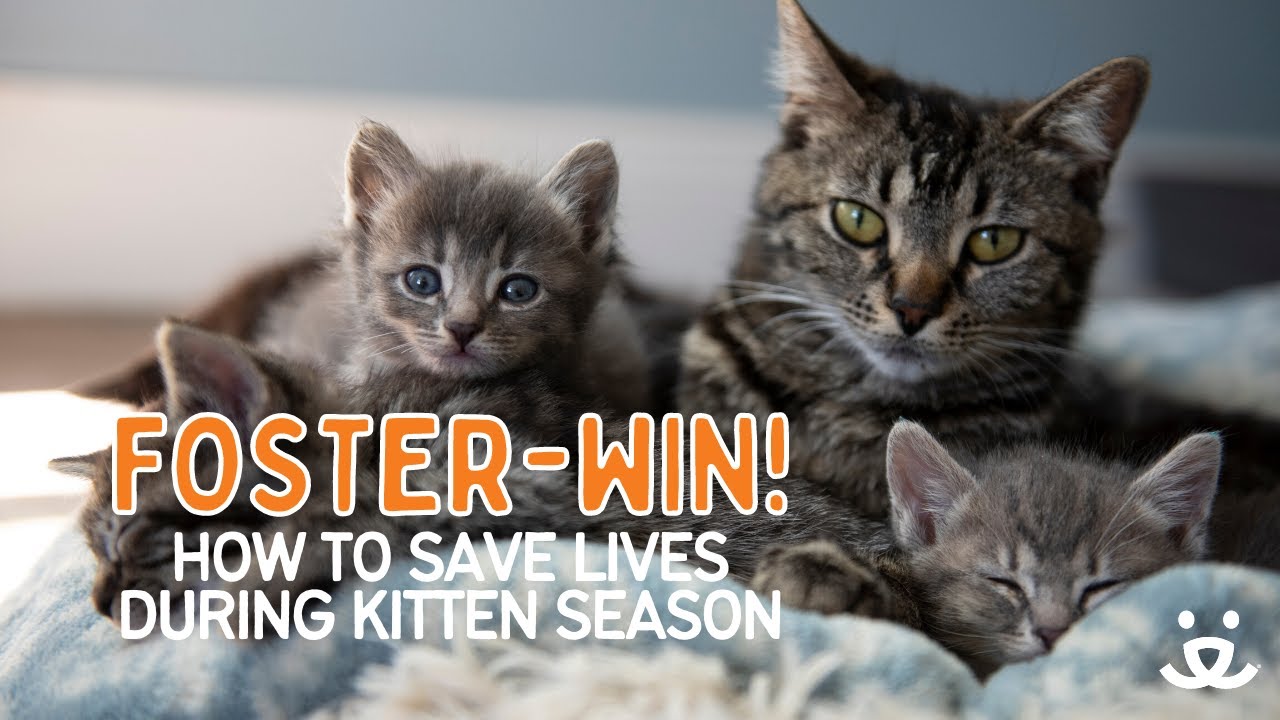 Foster-Win! This kitten rescue saved a mama cat and her babies - YouTube