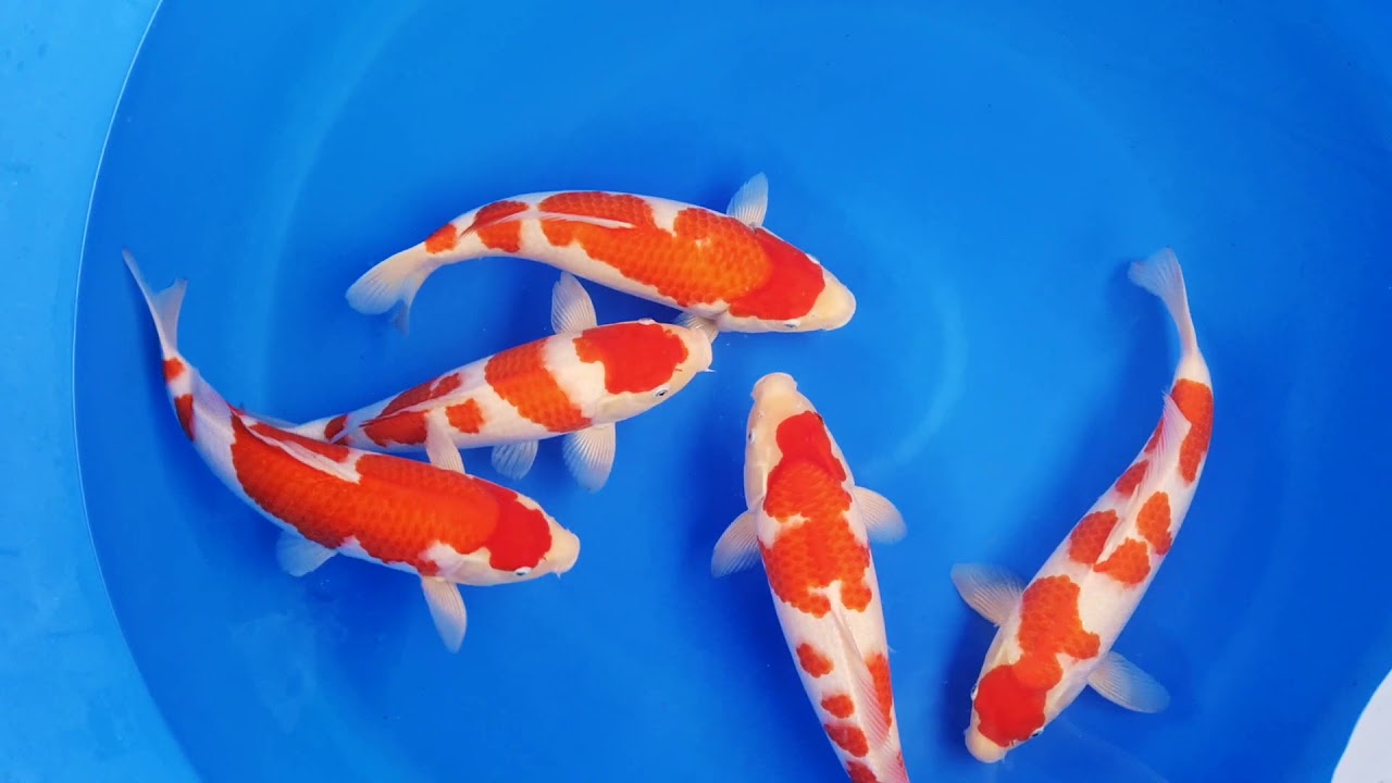 41 45 - KCMP 2021-2022 - YouTube