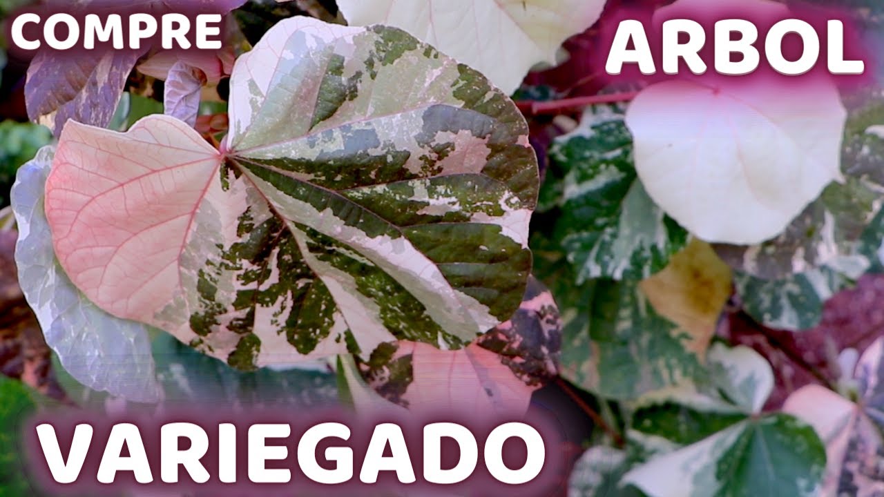 COMPRE UN INCREIBLE ARBOL VARIEGADO Y LO SEMBRAMOS || HUERTO CITADINO ...