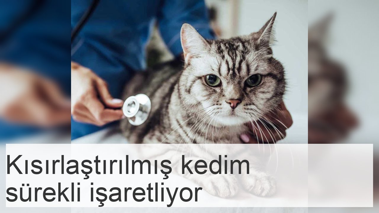 Kısırlaştırılmış kedim işaretlemeye devam ediyor - Pratik çözümler ...