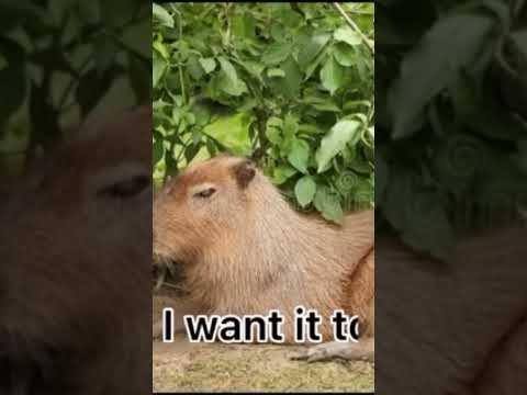 My fav cappy bara song - YouTube