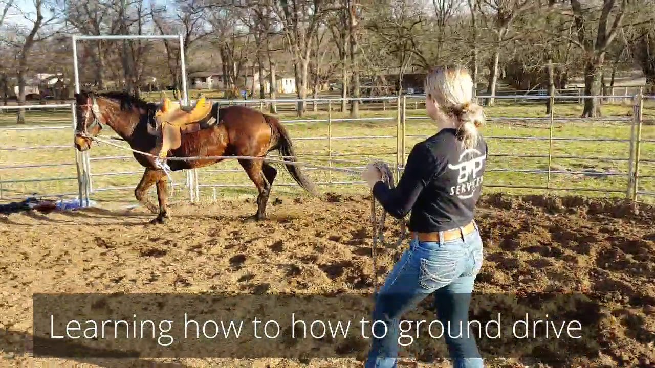 How to learn Ground Driving on a green horse using long lines and a ...